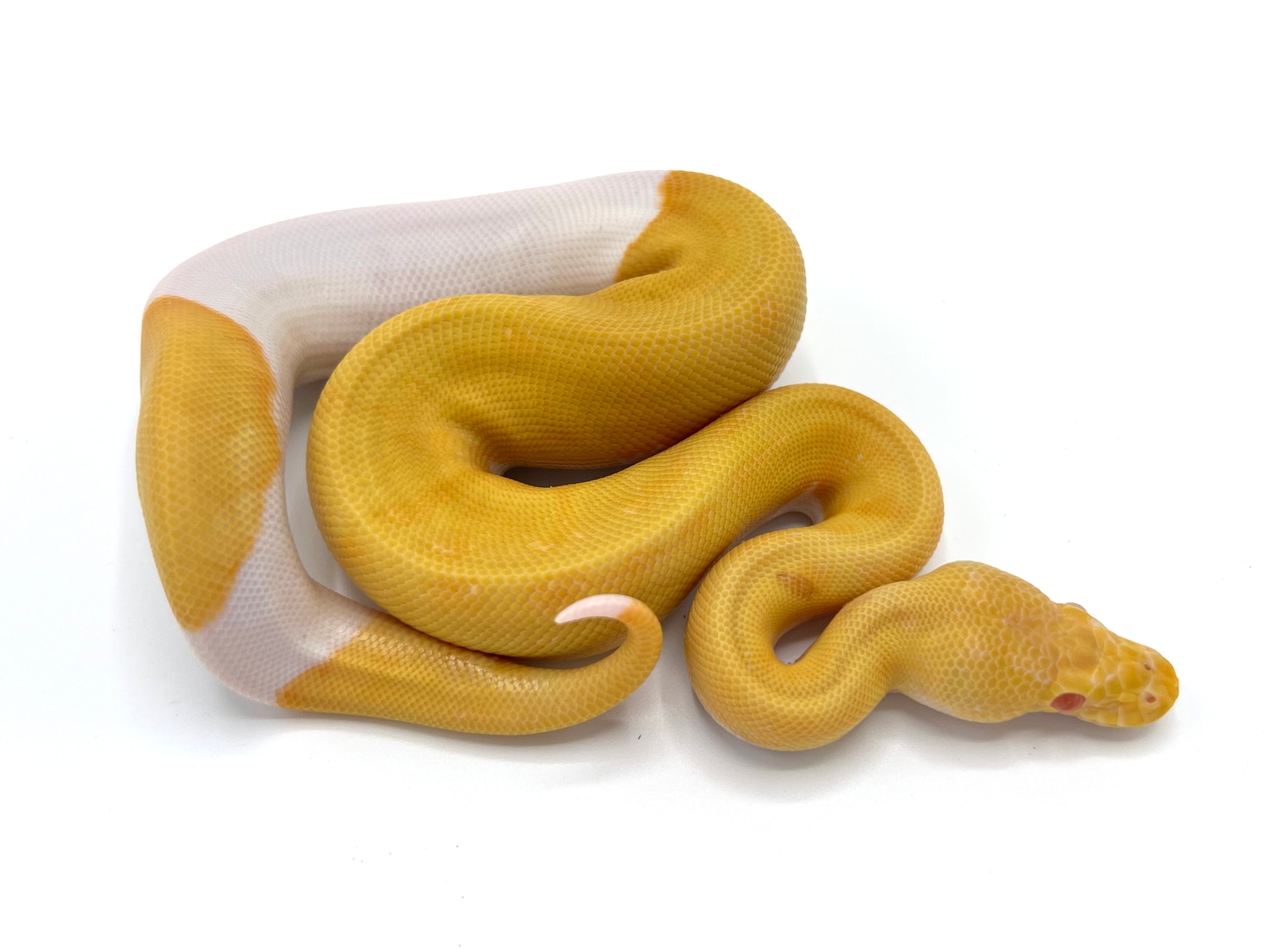 Pinstripe Albino Pied Ball Python by Royal Constrictor Designs ...