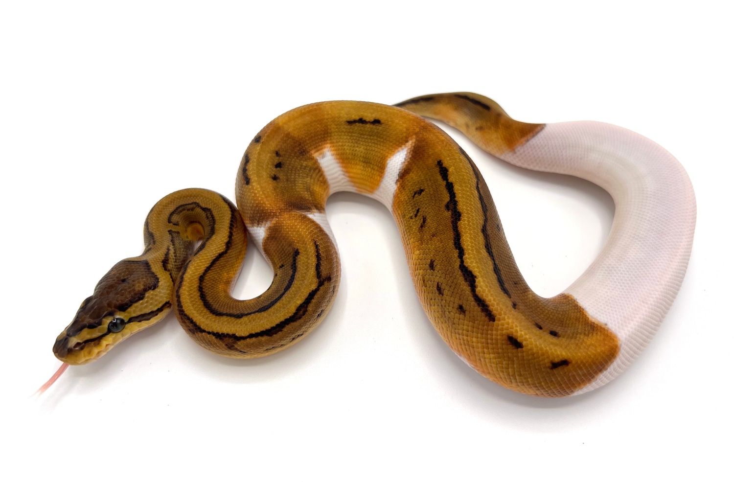 Pinstripe Pied 100% Het Albino Ball Python by Royal Constrictor Designs ...