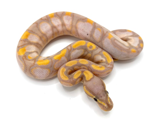 Banana Calico Yellowbelly Ball Python by Royal Constrictor Designs
