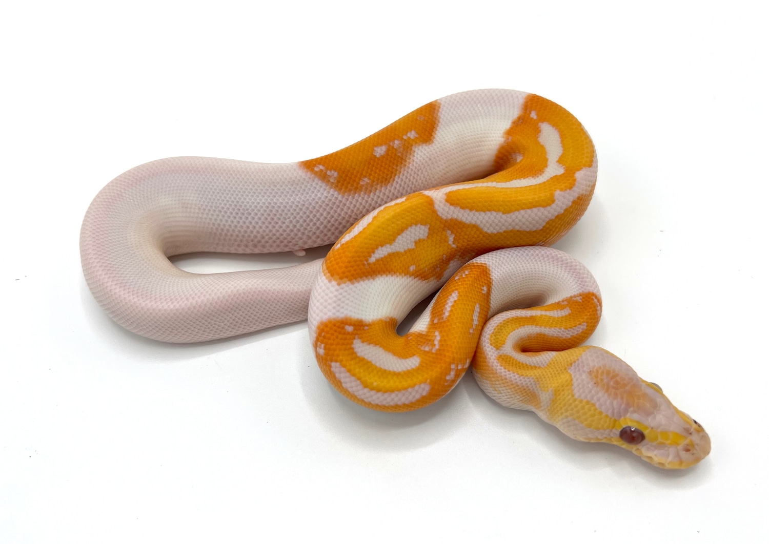 Dreamsicle Ball Python by Royal Constrictor Designs - MorphMarket