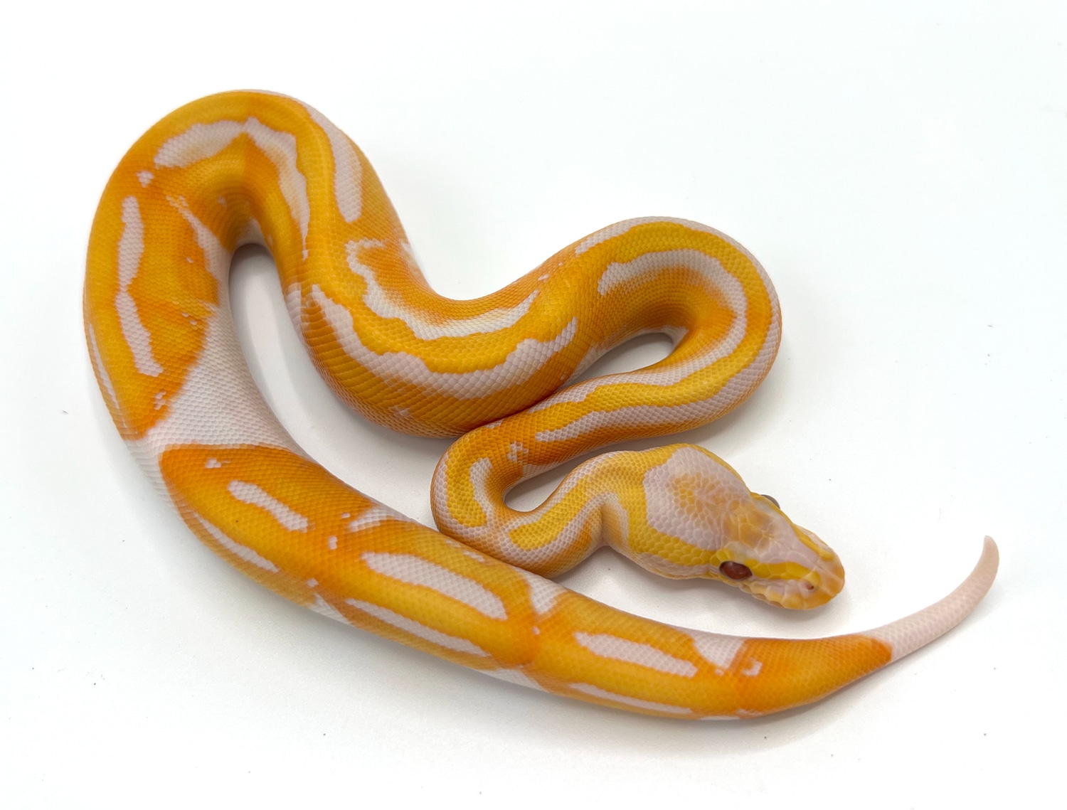 Dreamsicle Ball Python by Royal Constrictor Designs - MorphMarket