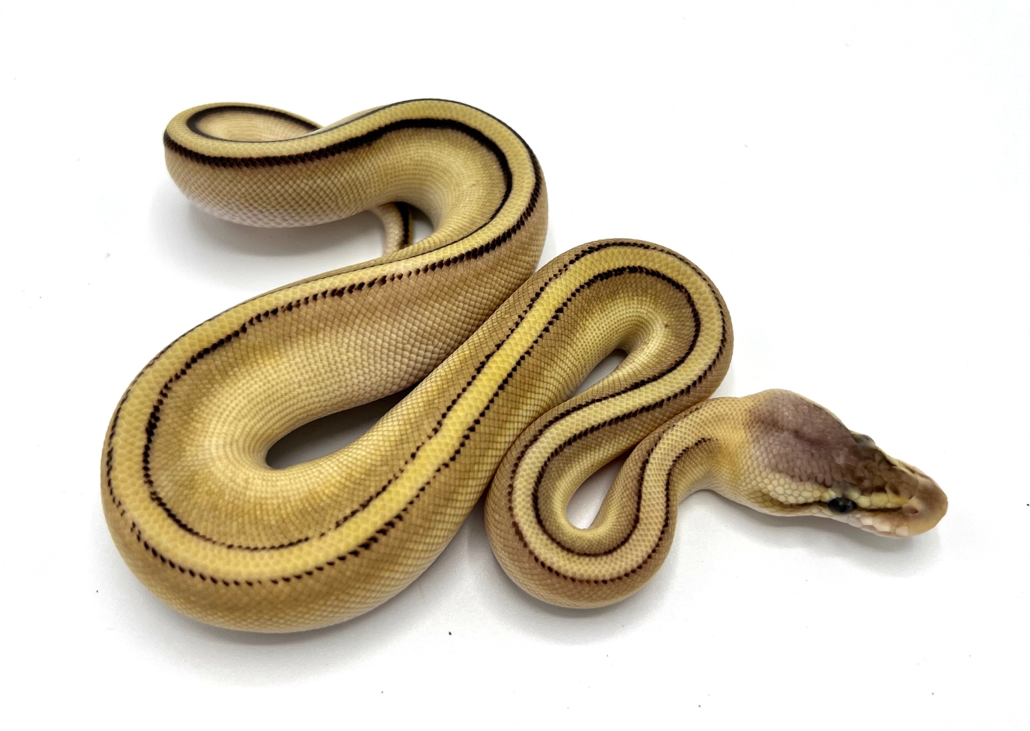 Pastel Lesser G Stripe 100% Het Clown Ball Python by Royal Constrictor ...