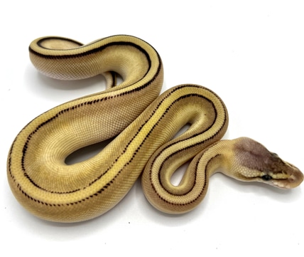 Pastel Lesser Bongo Clown Ball Python by Royal Constrictor Designs ...