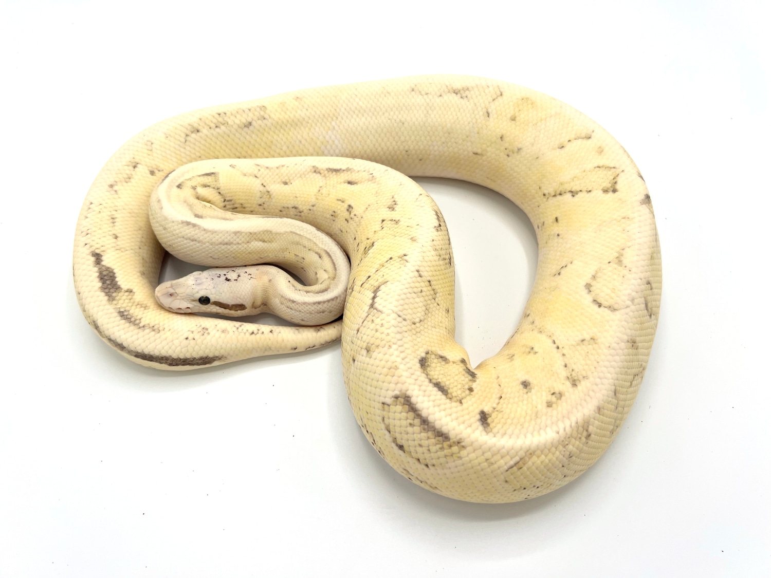 Vanilla Scream Breeder Ball Python by Royal Constrictor Designs ...