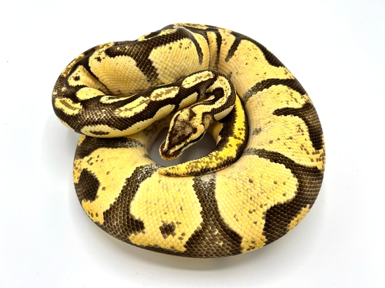 Enchi Firefly Breeder Ball Python by Royal Constrictor Designs