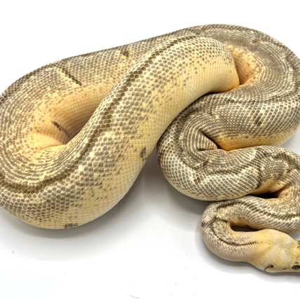 Chocolate Bamboo Calico Ball Python by Royal Constrictor Designs ...