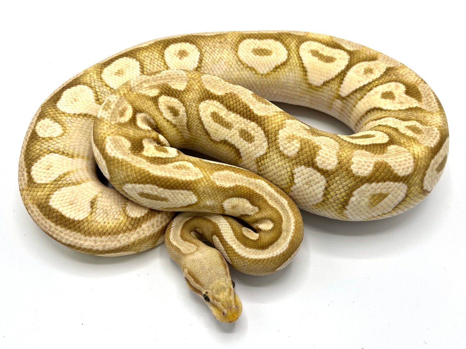 Banana Pastel Mojave 100% Het Hypo Ball Python by Royal Constrictor ...