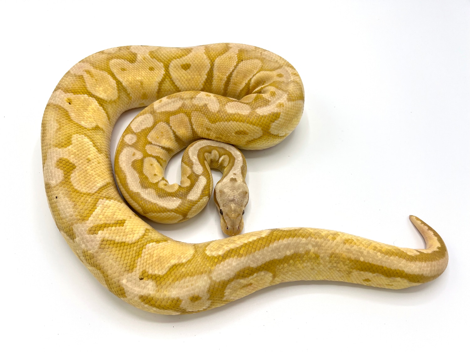 Banana Super Pastel Breeder Ball Python by Royal Constrictor Designs ...