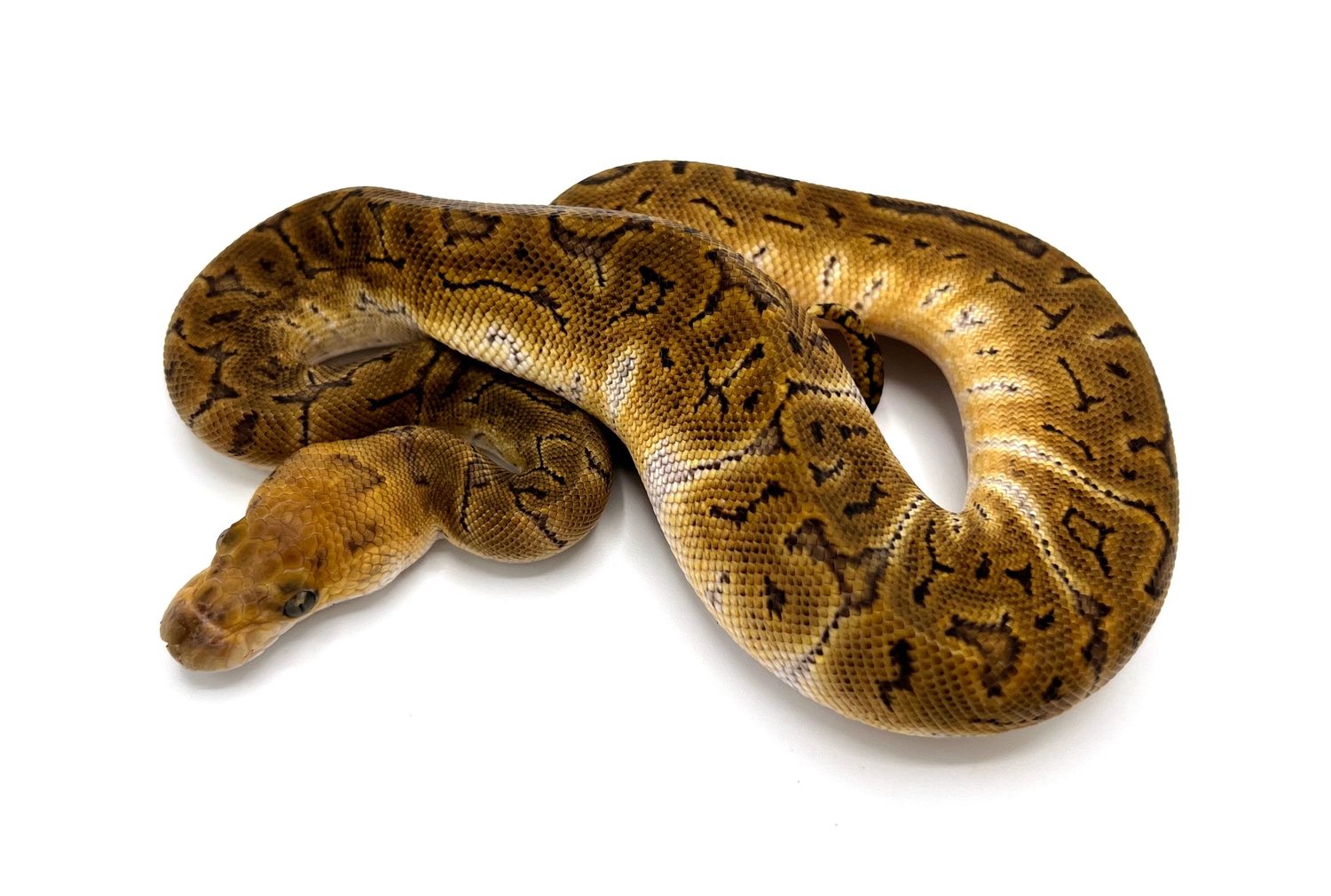 GHI Pinstripe Clown Ball Python by Royal Constrictor Designs - MorphMarket
