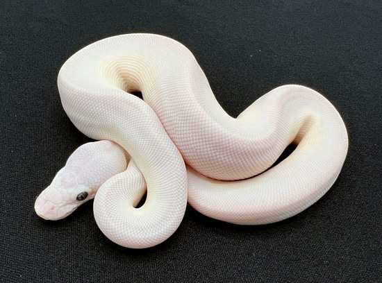 Blue Eyed Leucistic Ball Python by Royal Constrictor Designs