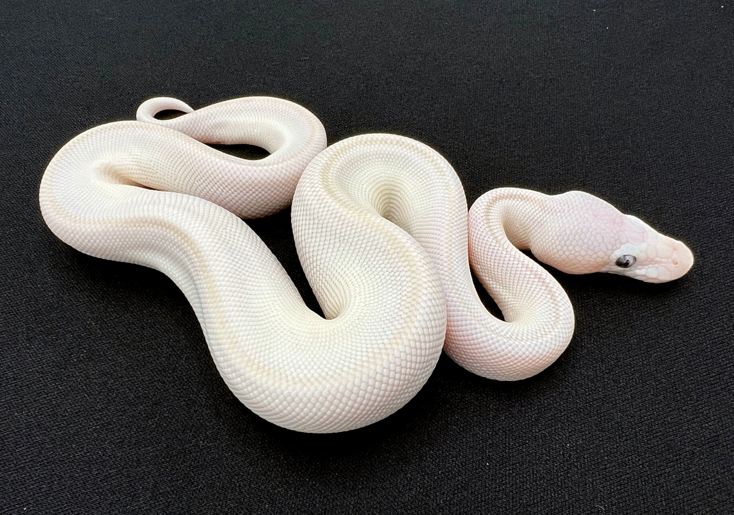 Blue Eyed Leucistic Ball Python by Royal Constrictor Designs - MorphMarket