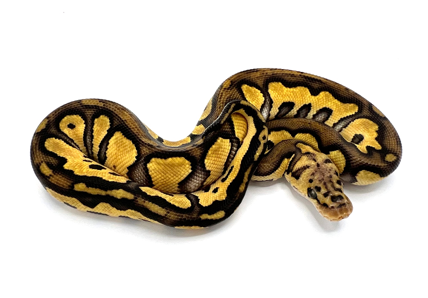 Pastel Chocolate Clown Ball Python by Royal Constrictor Designs - MorphMarket