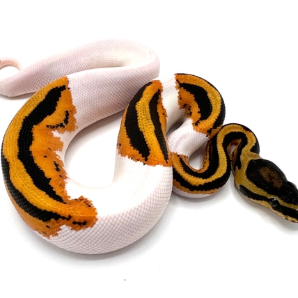 Pastel Calico Yellowbelly Clown Ball Python by Royal Constrictor ...