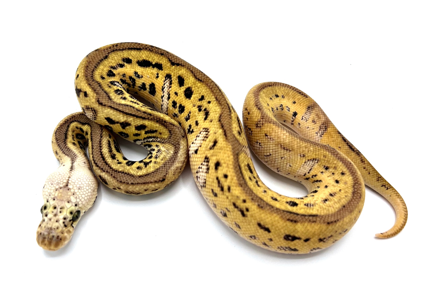 Pastel Batman (Possible Yellowbelly) Ball Python by Royal Constrictor Designs - MorphMarket