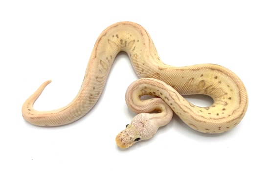 Banana Pastel Batman Ball Python by Royal Constrictor Designs