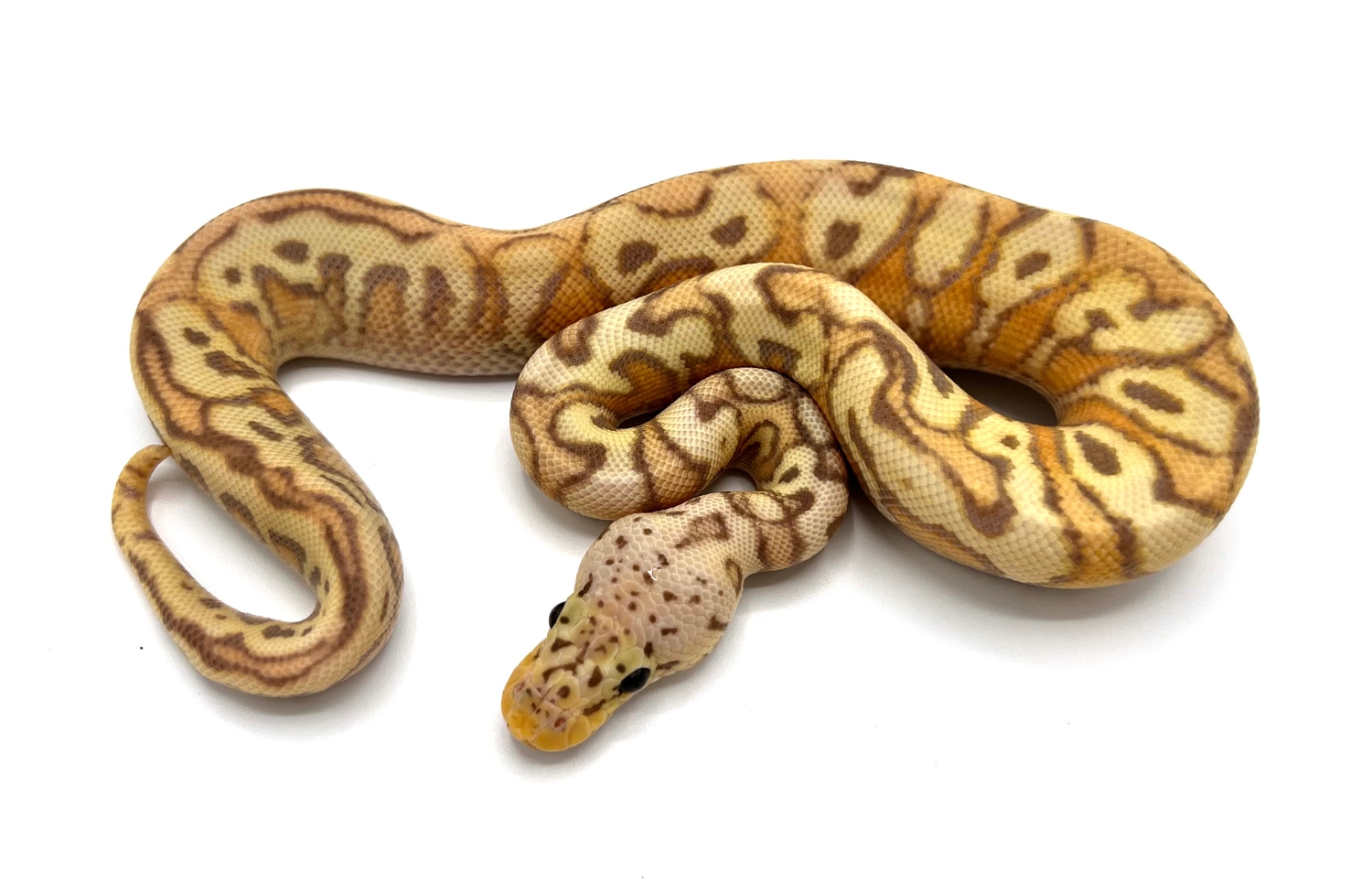 Banana Pastel Spotnose Yellowbelly Clown Ball Python by Royal ...