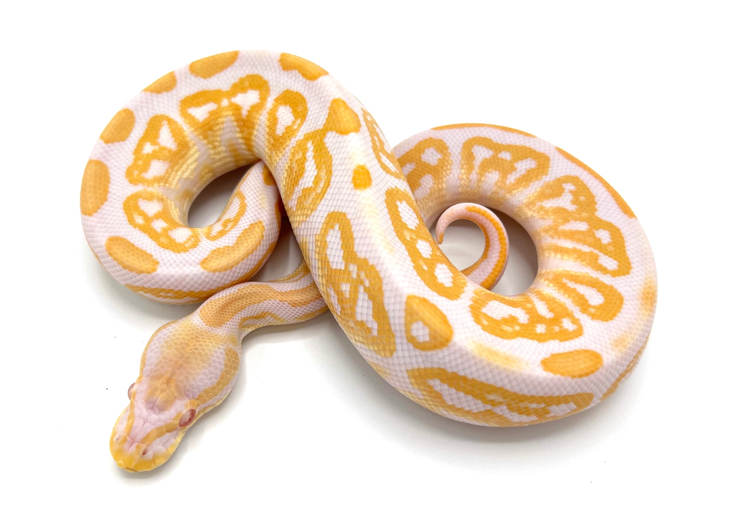 Albino Black Pastel Ball Python by Royal Constrictor Designs - MorphMarket