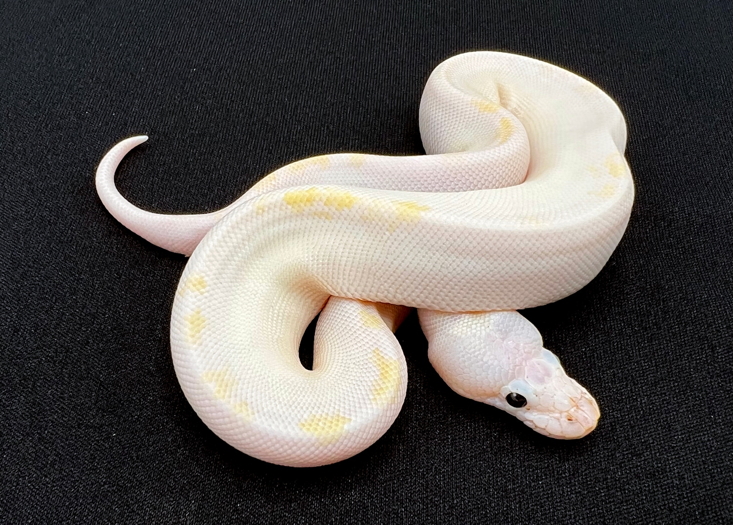 Super Fire Ball Python by Royal Constrictor Designs - MorphMarket