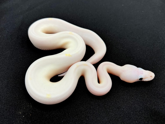Super Fire Ball Python by Royal Constrictor Designs