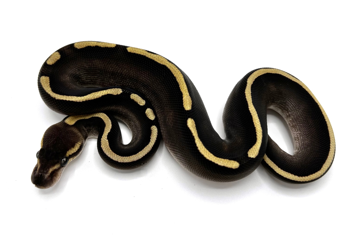 Chocolate GHI Mojave Ball Python by Royal Constrictor Designs - MorphMarket