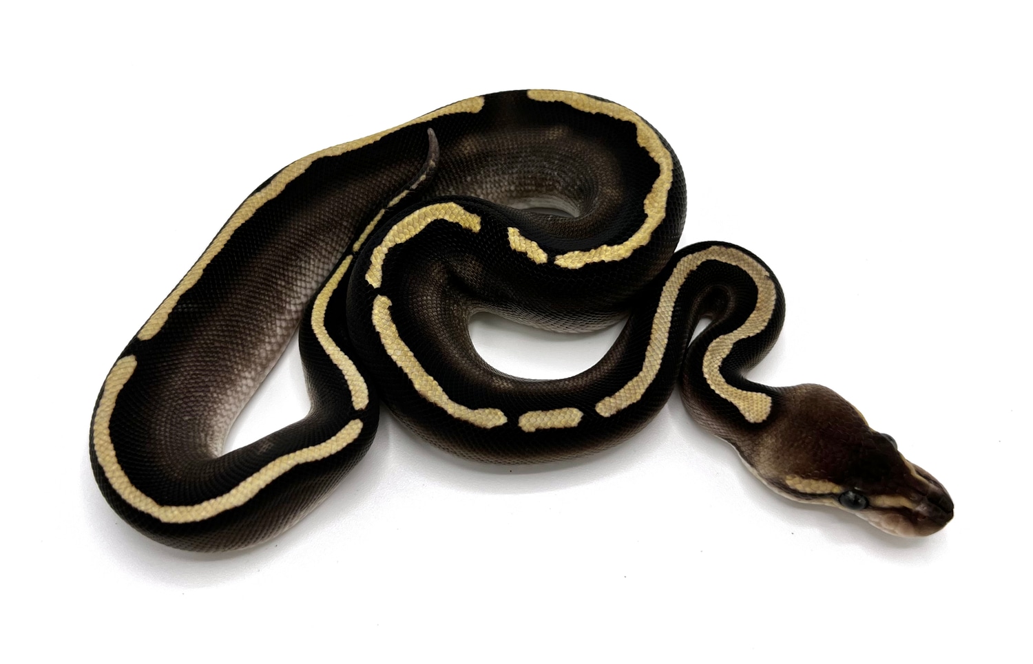 Chocolate GHI Mojave Ball Python by Royal Constrictor Designs - MorphMarket