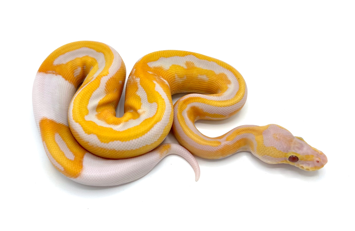 Dreamsicle Ball Python by Royal Constrictor Designs - MorphMarket