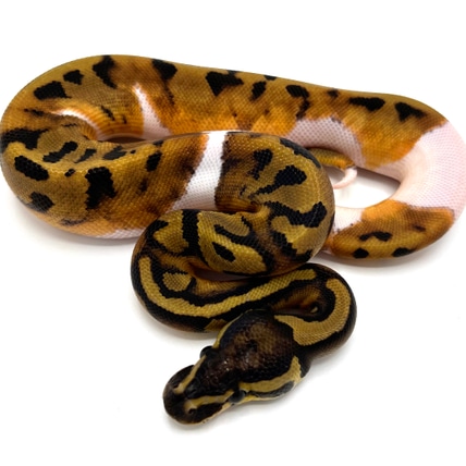 GHI Crypton Ball Python by Royal Constrictor Designs - MorphMarket