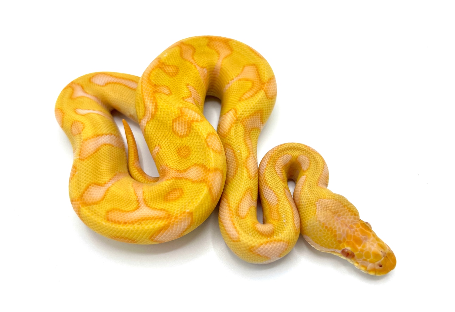 Albino Leopard Super Enchi Ball Python by Royal Constrictor Designs - MorphMarket