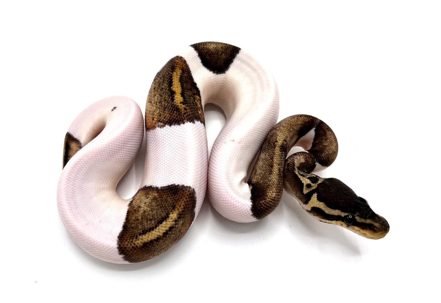 Pewter (Black Pastel) Pied Ball Python by Royal Constrictor Designs ...