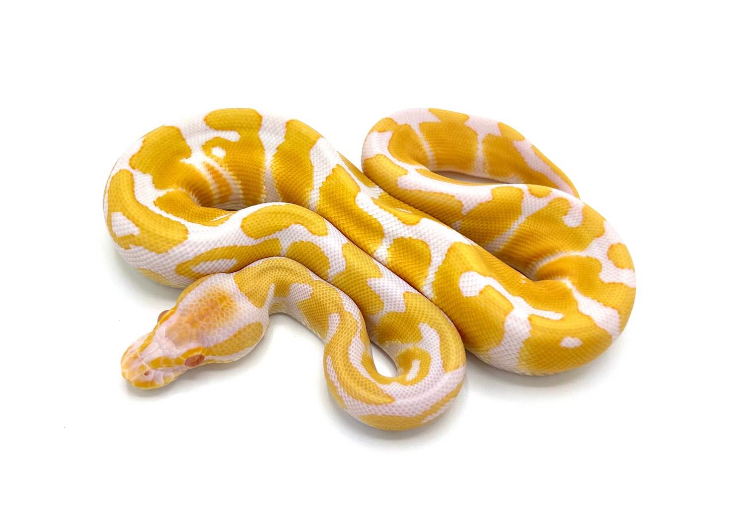Albino Ball Python by Royal Constrictor Designs - MorphMarket
