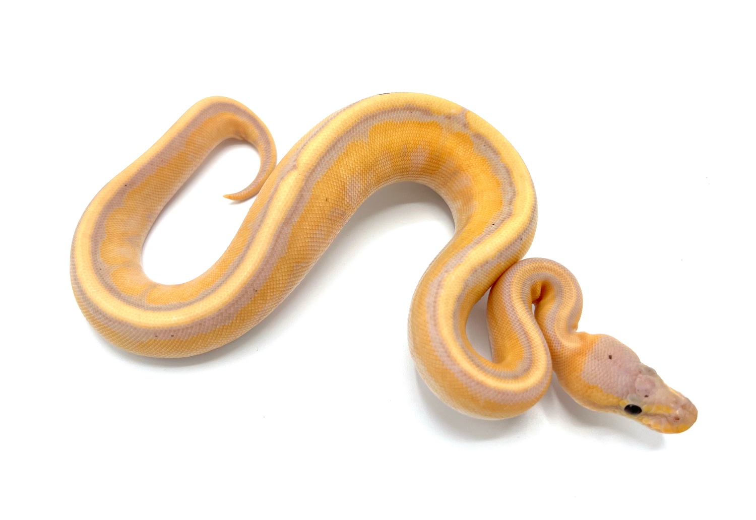 Banana Genetic Stripe Ball Python by Royal Constrictor Designs ...