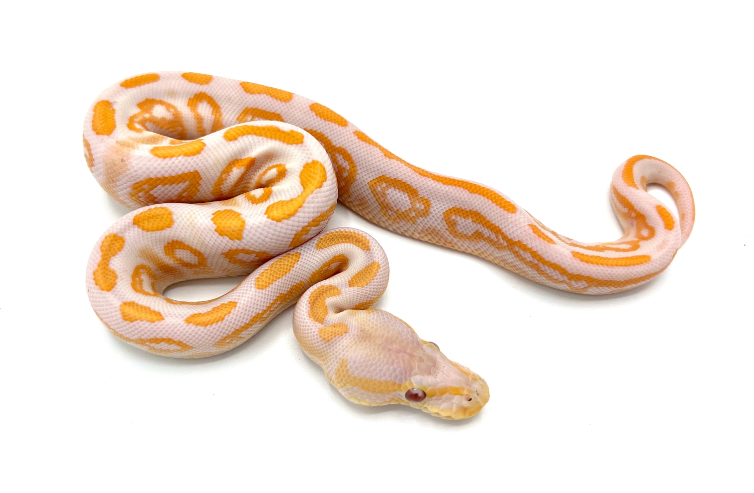 Lavender Albino Black Pastel 100% Het Pied Ball Python by Royal ...