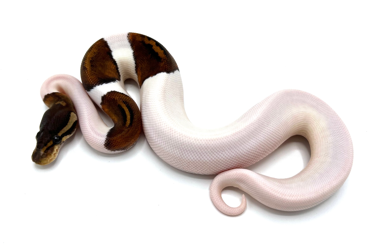 Black Pastel Pied Ball Python by Royal Constrictor Designs - MorphMarket