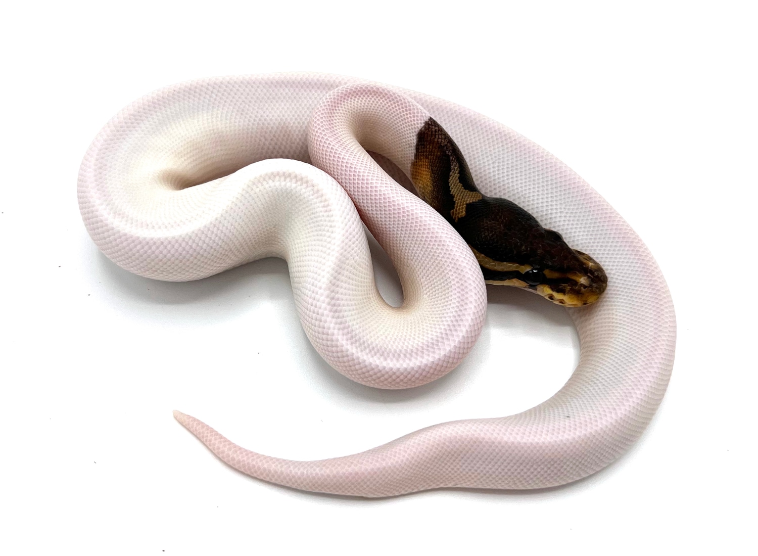 Black Pastel Pied Ball Python by Royal Constrictor Designs - MorphMarket