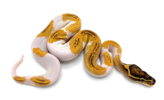 Freeway Pied (Possible Enchi) Ball Python by Royal Constrictor Designs