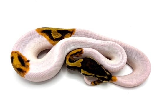 Asphalt Or Yellowbelly Pied Ball Python by Royal Constrictor Designs