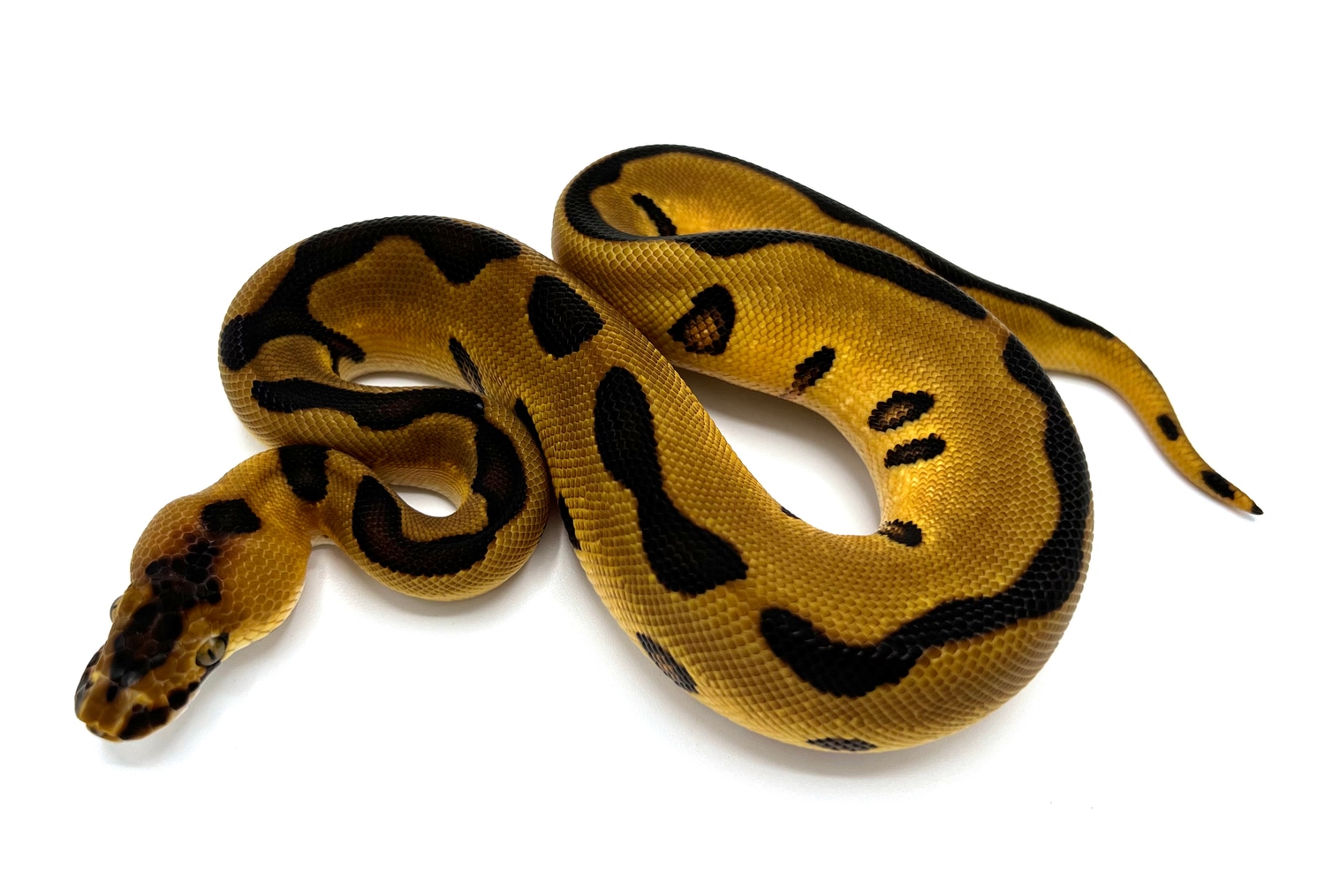 Enchi Leopard Clown 100% Het Albino OR Toffee Ball Python by Royal ...