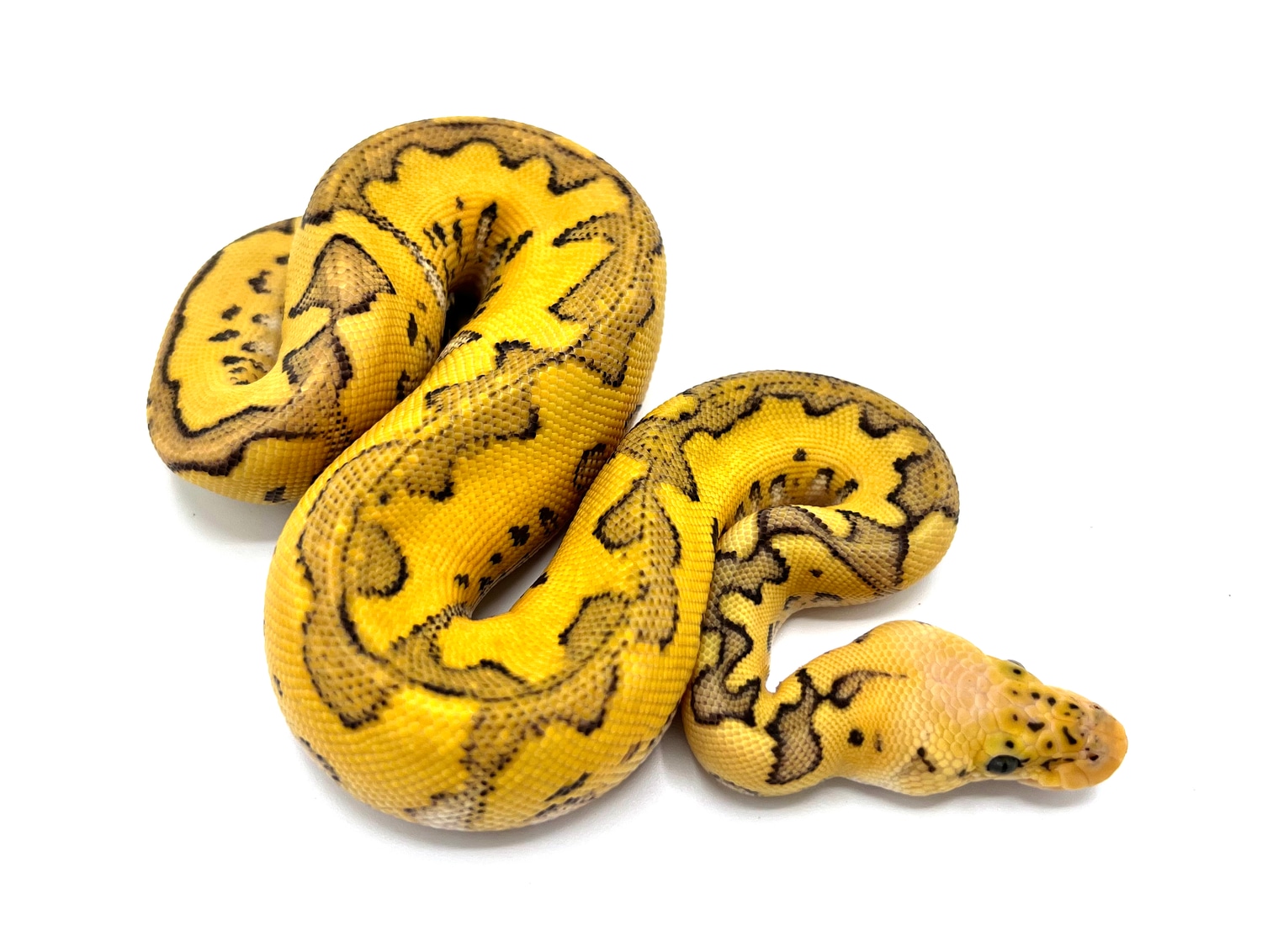 Calico Killer Clown Ball Python by Royal Constrictor Designs - MorphMarket
