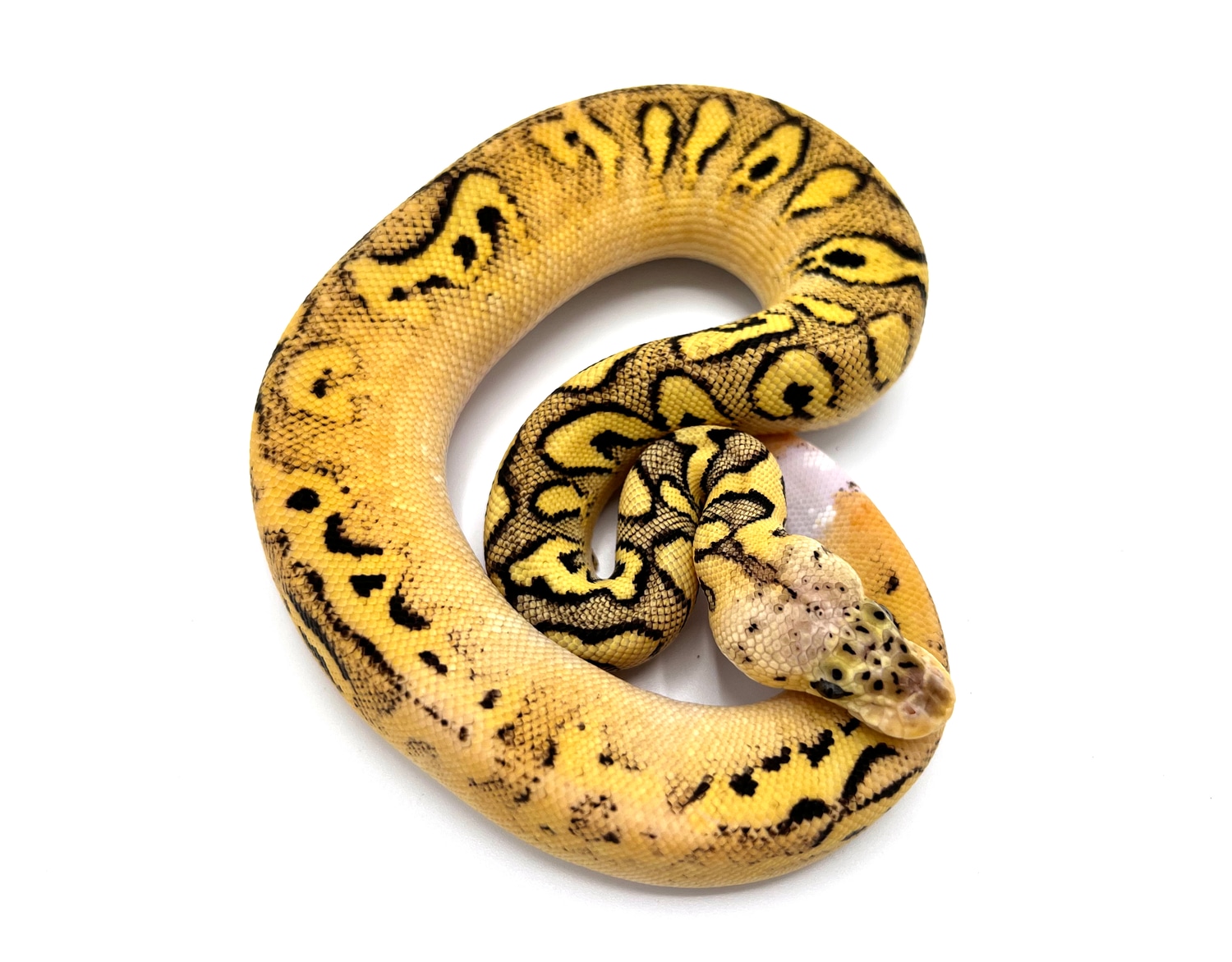 Pastel Calico Yellowbelly Clown Ball Python by Royal Constrictor ...