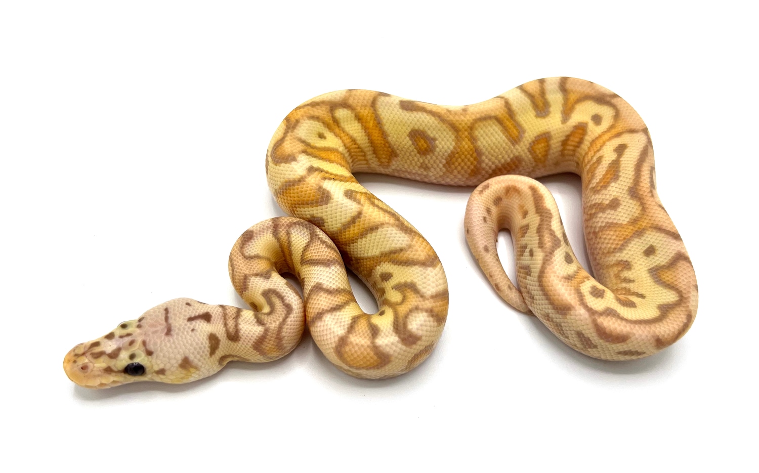 Banana Pastel Spotnose Yellowbelly Clown Ball Python by Royal ...