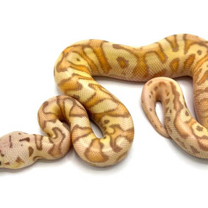 Chocolate GHI Mojave Ball Python by Royal Constrictor Designs - MorphMarket