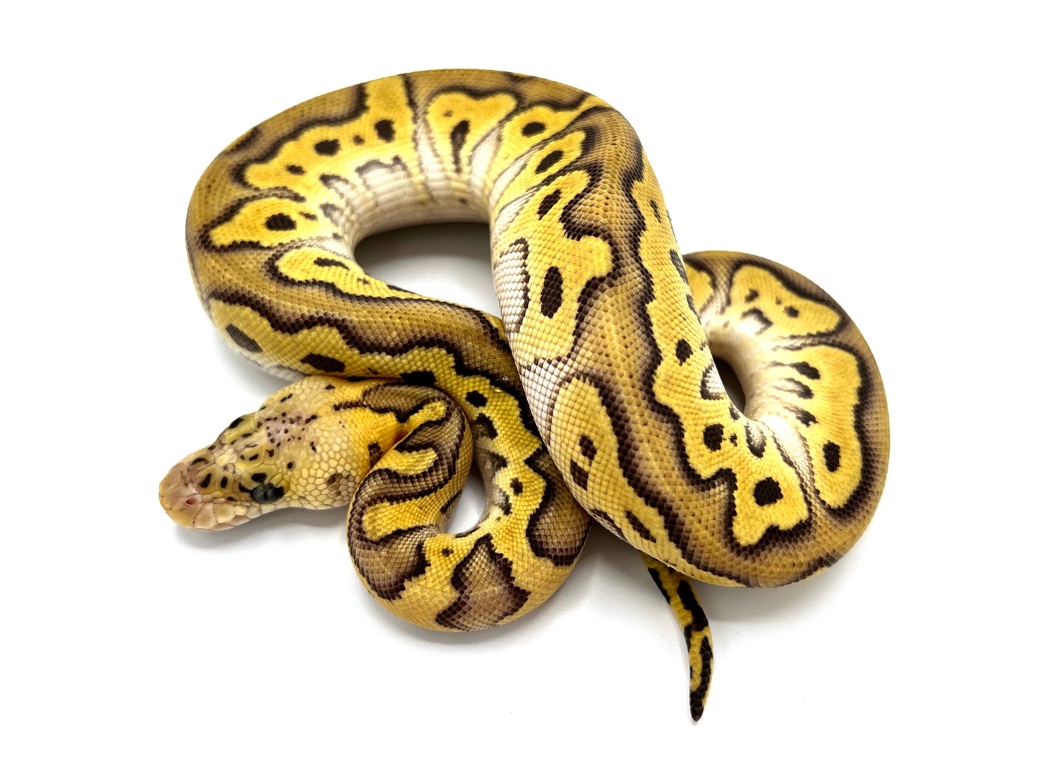 Pastave Clown 100% Het Ultramel Ball Python by Royal Constrictor Designs - MorphMarket