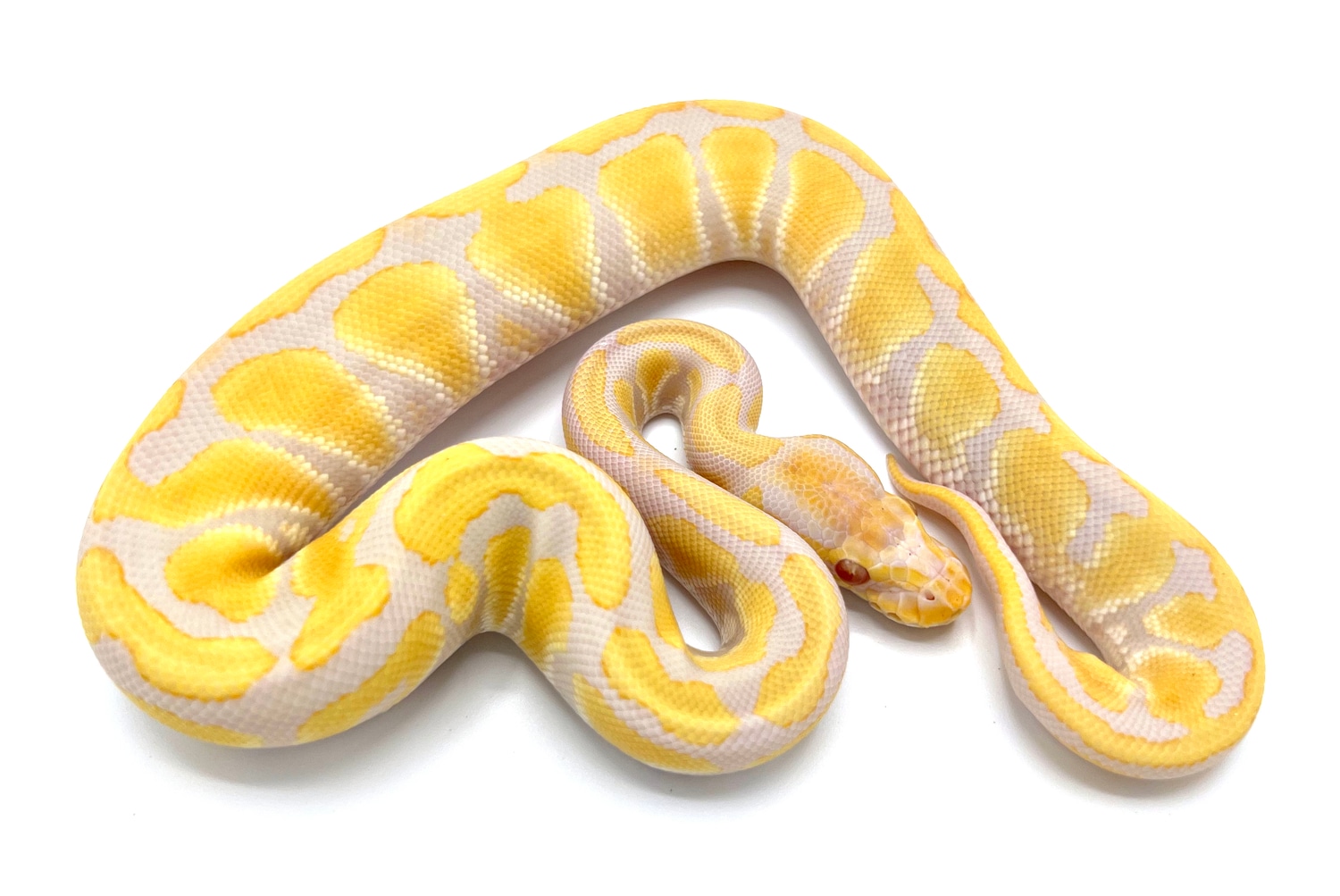Toffino Ball Python by Royal Constrictor Designs - MorphMarket