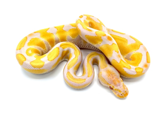 Toffino Ball Python by Royal Constrictor Designs
