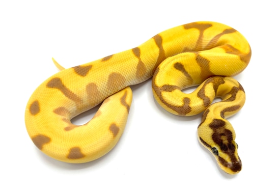 Super Orange Dream Super Enchi Fire Yellowbelly Ball Python by Royal ...
