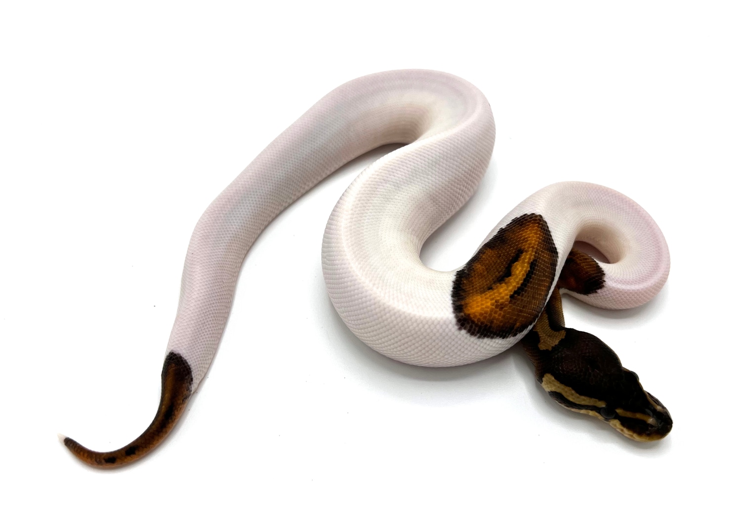 Black Pastel Pied Ball Python by Royal Constrictor Designs - MorphMarket