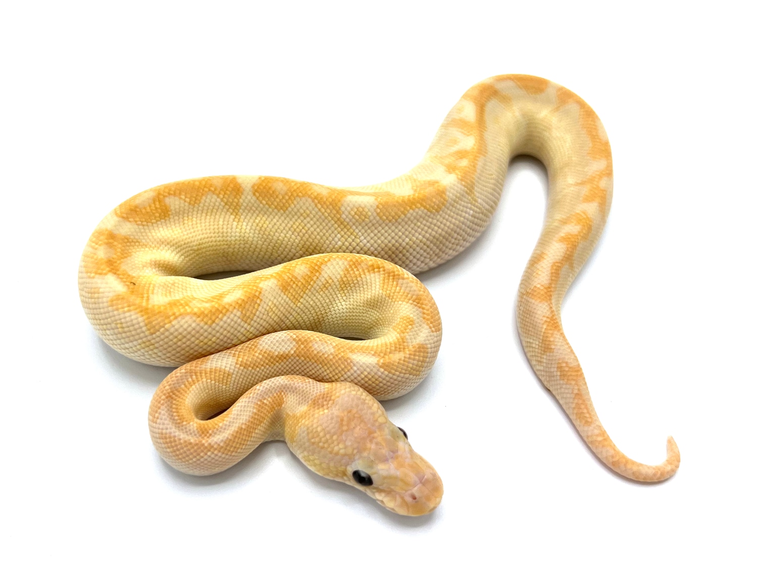 Super Special Ball Python by Royal Constrictor Designs - MorphMarket