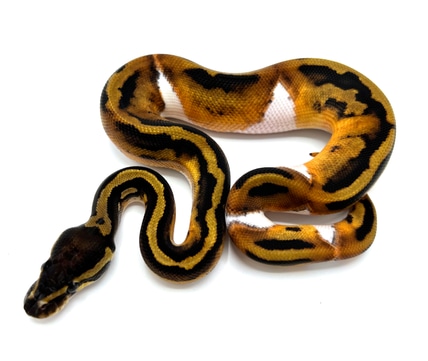 Pastel Jigsaw Clown Ball Python by Royal Constrictor Designs - MorphMarket