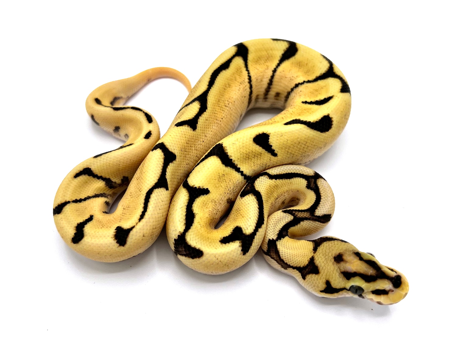 Orange Dream Fire Spider 100% Het Clown Ball Python by Royal Constrictor Designs - MorphMarket