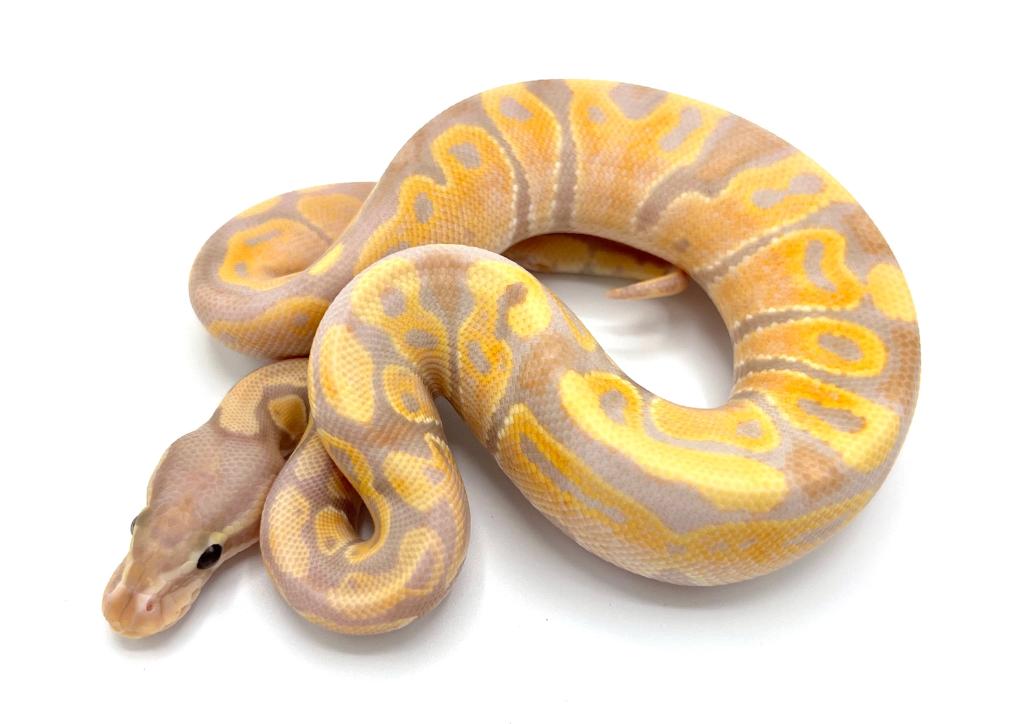 Super Banana Ball Python by Royal Constrictor Designs - MorphMarket